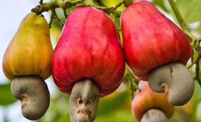 Plus de 55.000 tonnes d'anacardes exportés à partir de...Ziguinchor