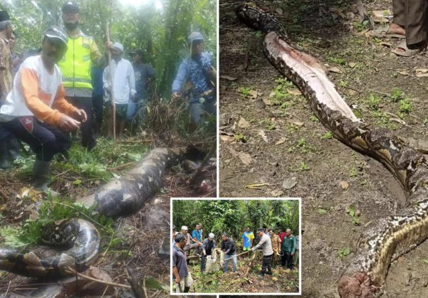 Indonésie : Une femme avalée par un serpent de 7 mètres