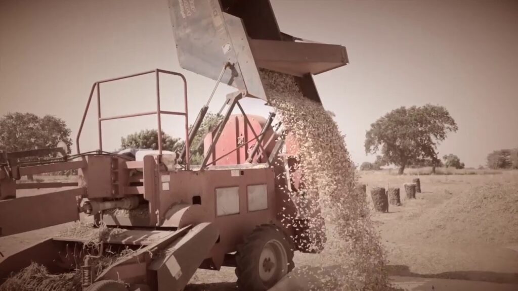 Kolda : Une batteuse d'arachide broie un cultivateur - Xibaaru